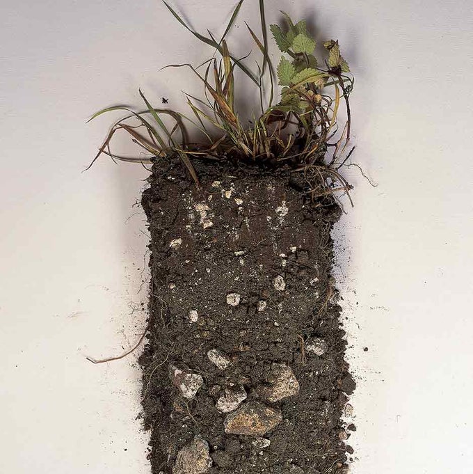 Soil: Understanding pH and Testing | RHS Advice