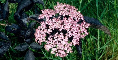 How to grow Sambucus / RHS Growing Guide