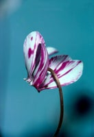 Plant Viruses: Identification & Management | RHS Advice