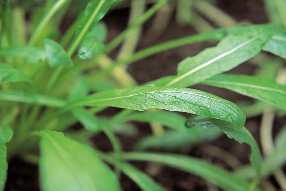 How to grow mizuna and mibuna | RHS Guide