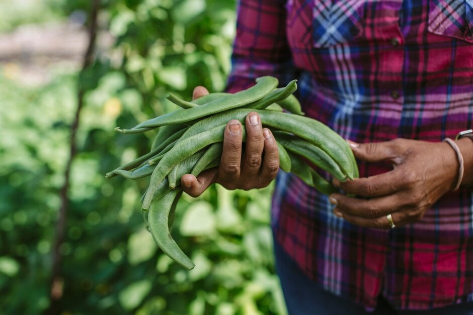 How to grow runner beans | RHS Guide