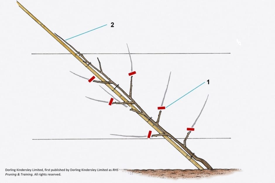 Apples and pears: starting a cordon | RHS Advice