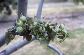 Apple tree problems: FAQs | RHS Advice