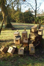 Birds in your garden | RHS Advice