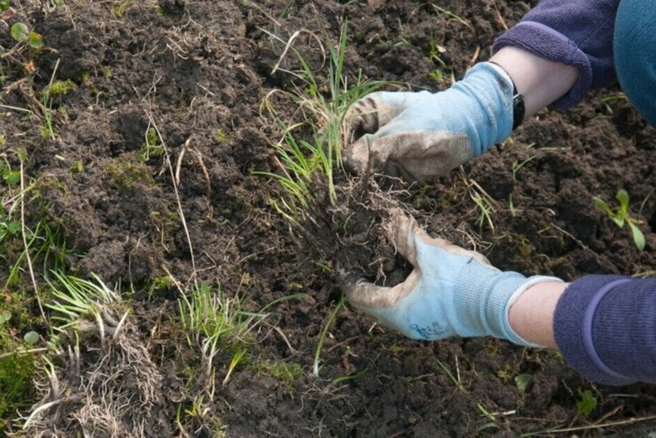 How to grow Chives | RHS Guide