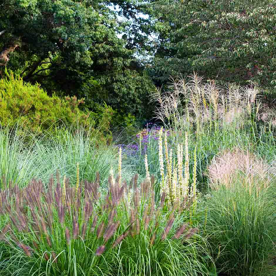 Shade Tolerant Ornamental Grasses