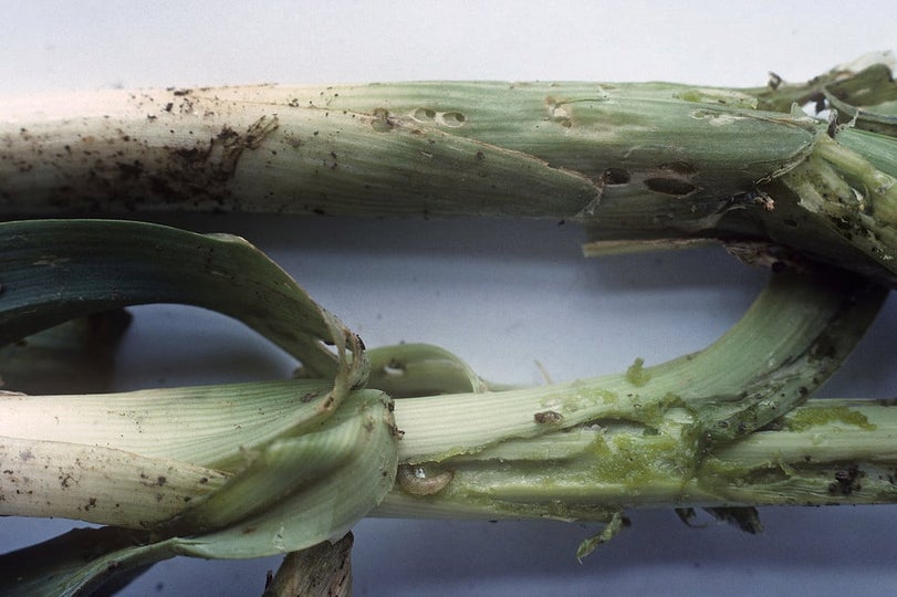 Leek moth: Identification & Control | RHS Advice