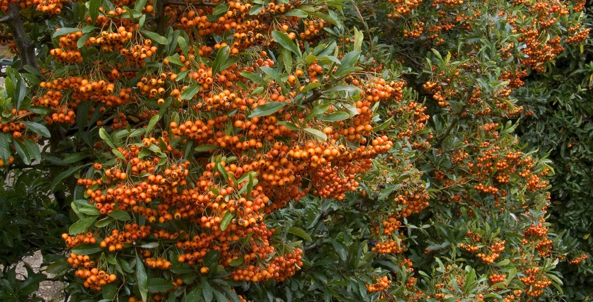 Pyracantha (Firethorn) / RHS Plant Guide