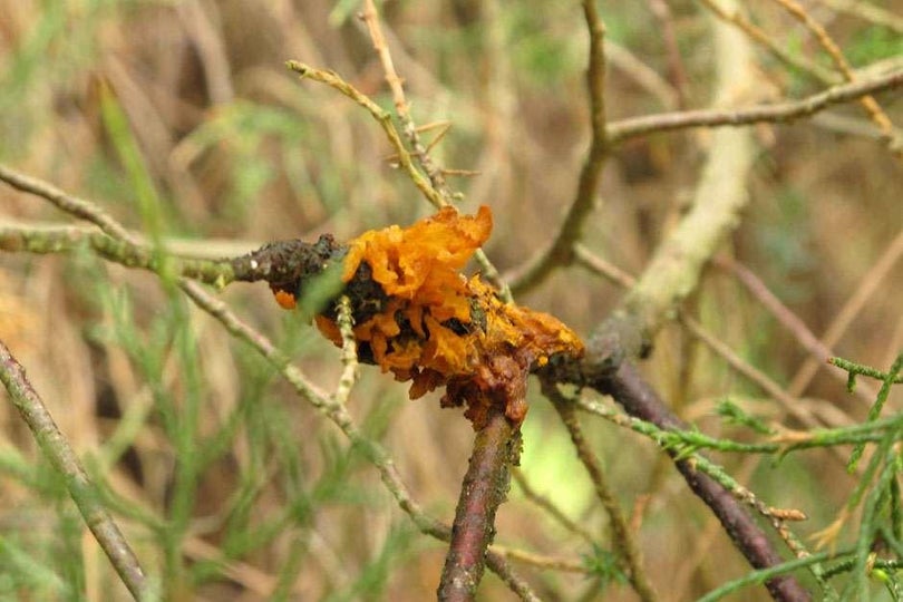Rust diseases: Symptoms & Control | RHS Advice