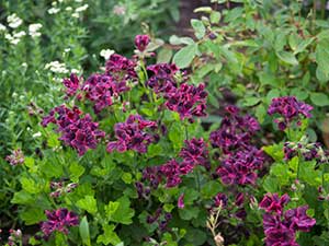 Introducing geraniums / RHS Plant Guide