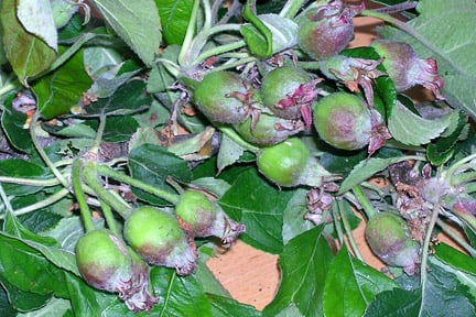 Fruit thinning | RHS Advice