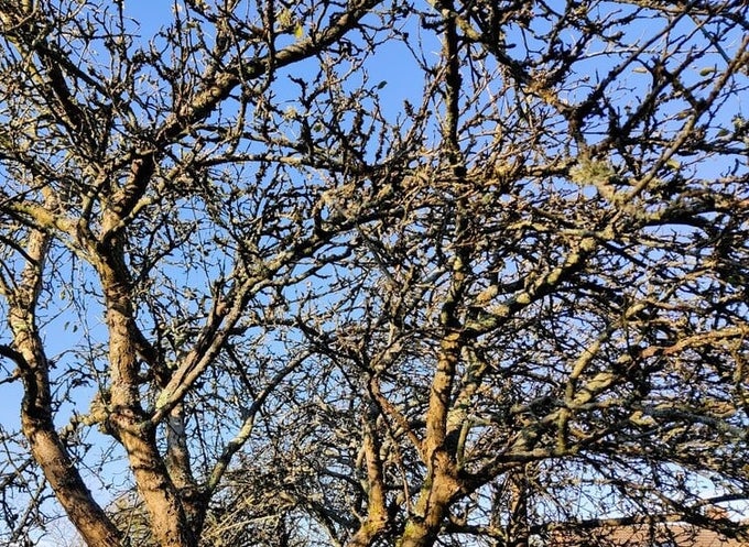 Apples and pears: identifying fruit buds | RHS Advice