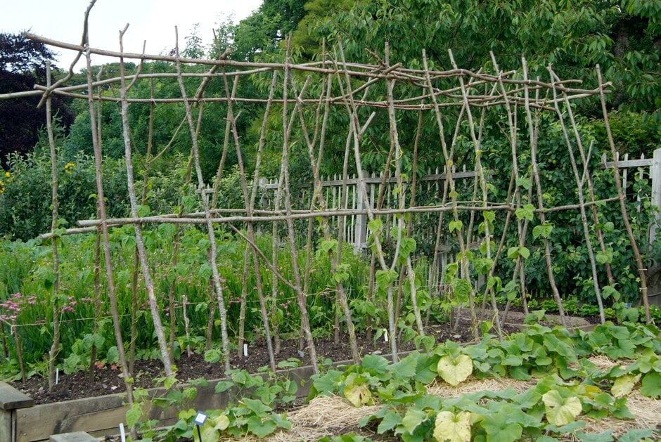 How to grow runner beans | RHS Guide