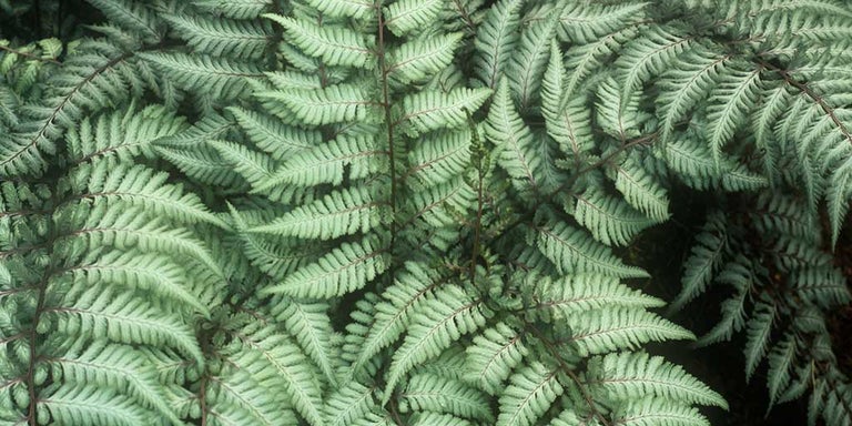 Athyrium / RHS Plant Guide