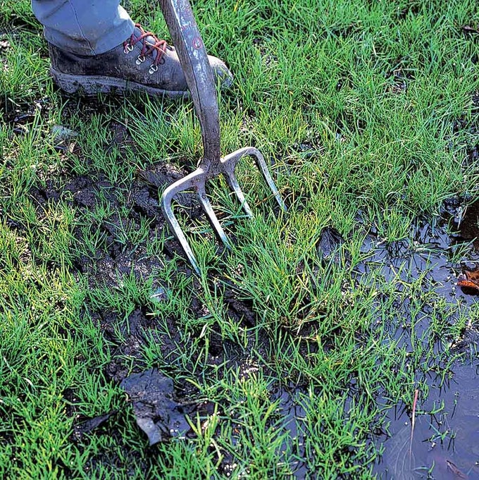 Gardening on wet soils | RHS Advice