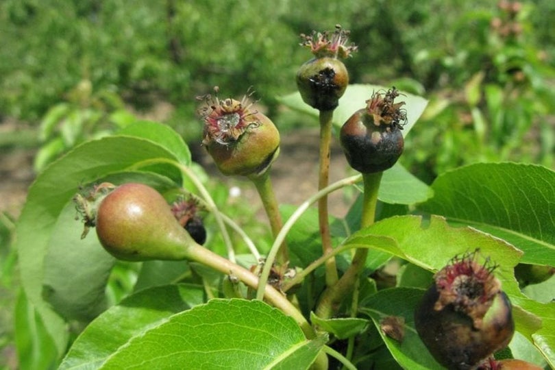 Pear Midge: How to Prevent Fruit Loss | RHS Advice