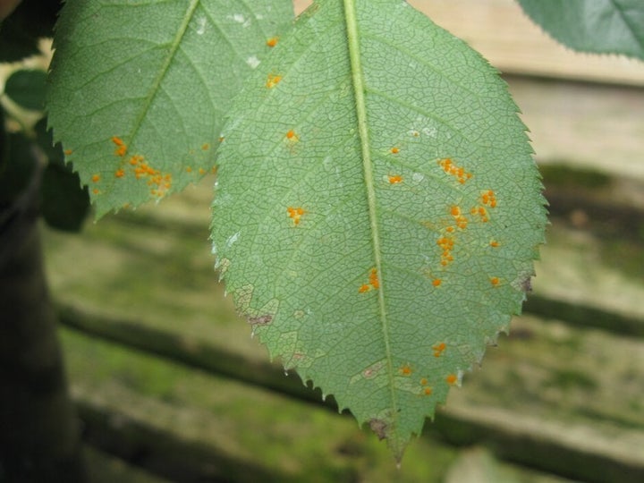 Rose rust: Symptoms & Control | RHS Advice