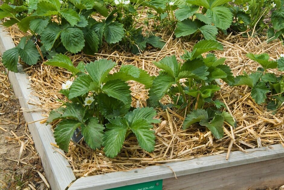How to grow strawberries | RHS Guide