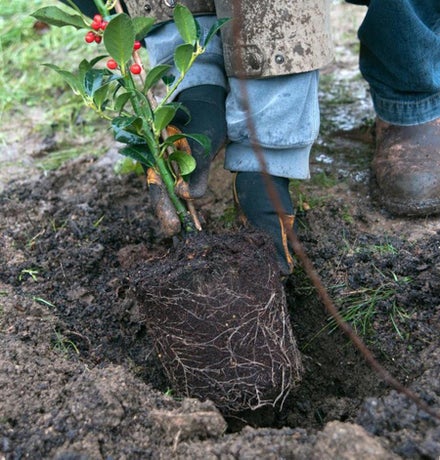 Hawthorn / RHS Plant Guide
