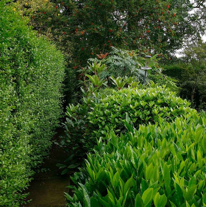 Yucca Care and Growing Tips | RHS Advice