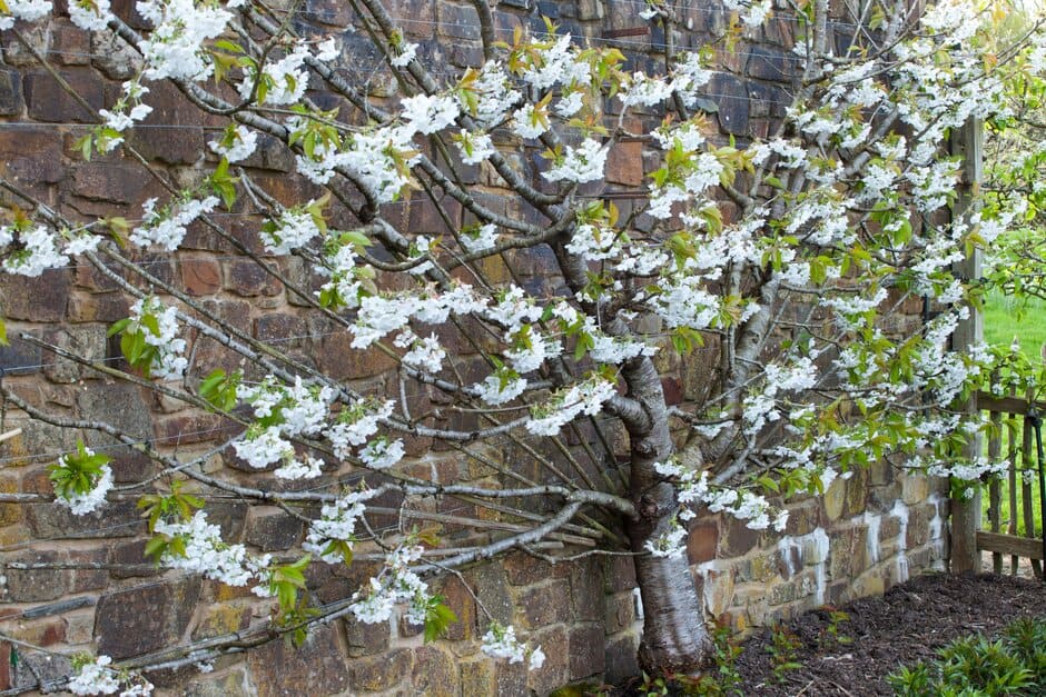 How to grow cherries | RHS Guide