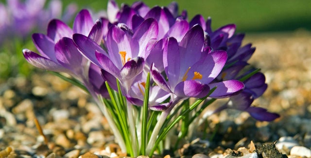 Early crocuses / RHS Plant Guide