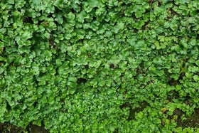 Algae and Liverworts in Lawns: How to Control | RHS Advice