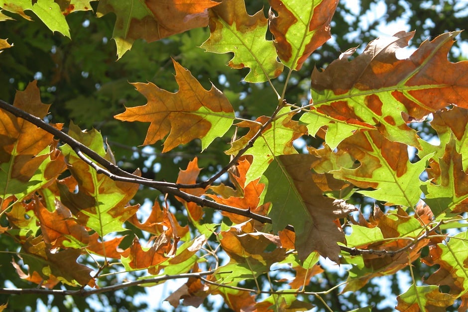 Xylella Fastidiosa: What You Need to Know | RHS Advice
