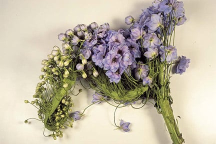 Fasciation in Plants: What It Means | RHS Advice