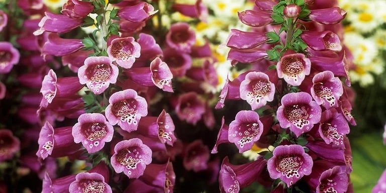 Biennial foxgloves / RHS Plant Guide