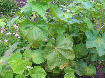 Hollyhock rust: Symptoms, Causes & Control | RHS Advice