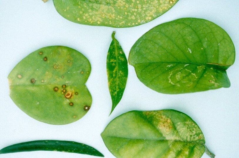 Plant Viruses: Identification & Management | RHS Advice