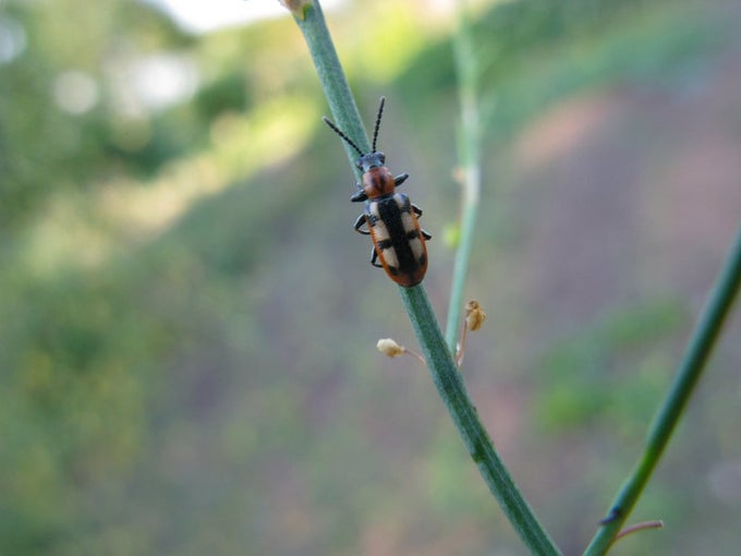 Pea and Bean Weevil: Identification and Control | RHS Advice
