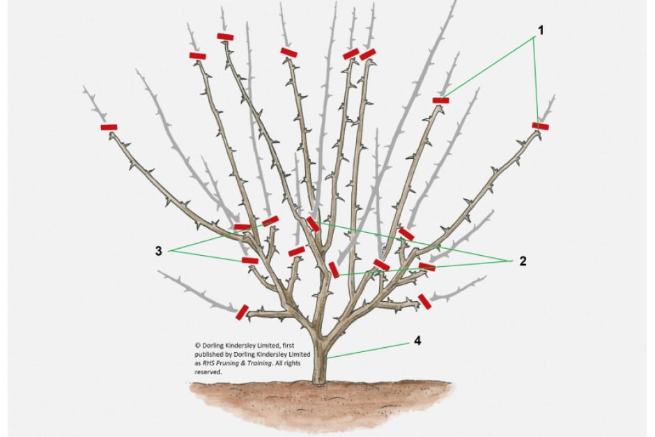 Gooseberries: pruning and training | RHS Advice