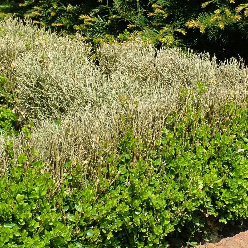Box blight: Causes, Symptoms & Control | RHS Advice