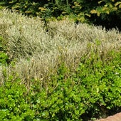 Box Problems: Common Issues Explained | RHS Advice