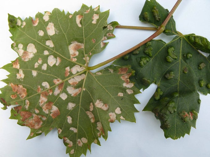 Grapevine diseases: Symptoms, Causes & Control | RHS Advice