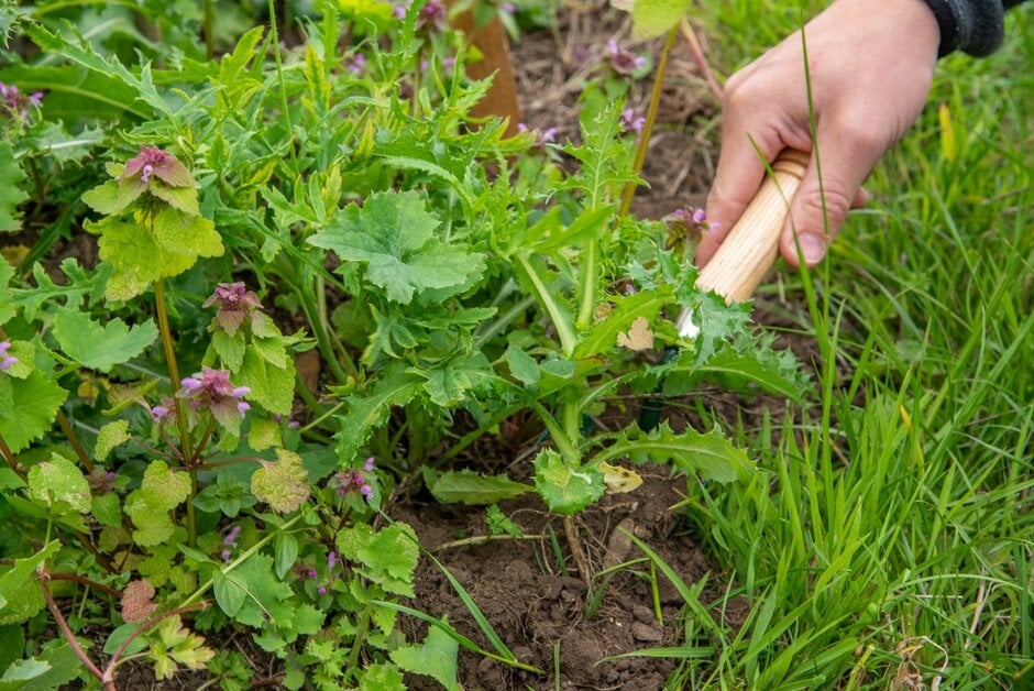 How to Weed a Bed Efficiently | RHS Advice