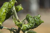 Aphids: Identification and Control | RHS Advice