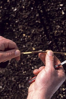 Hazel / RHS Plant Guide