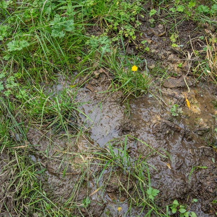 Waterlogged Lawns: Solutions | RHS Advice