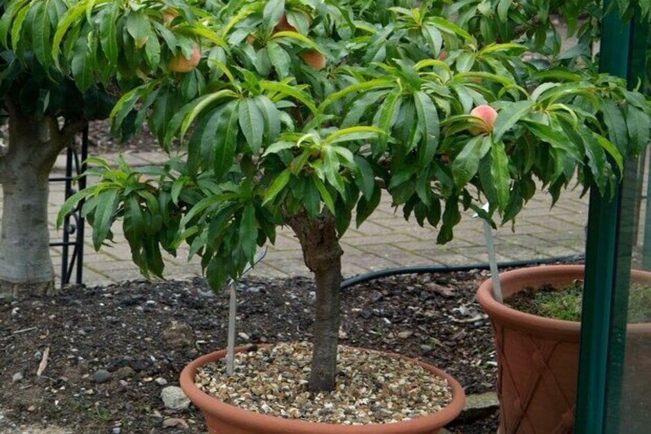 How to grow peaches | RHS Guide