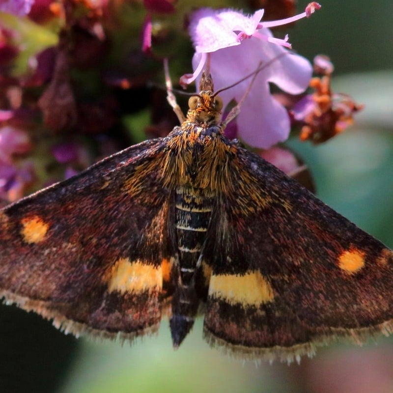 Moth Planting Plan | RHS Advice