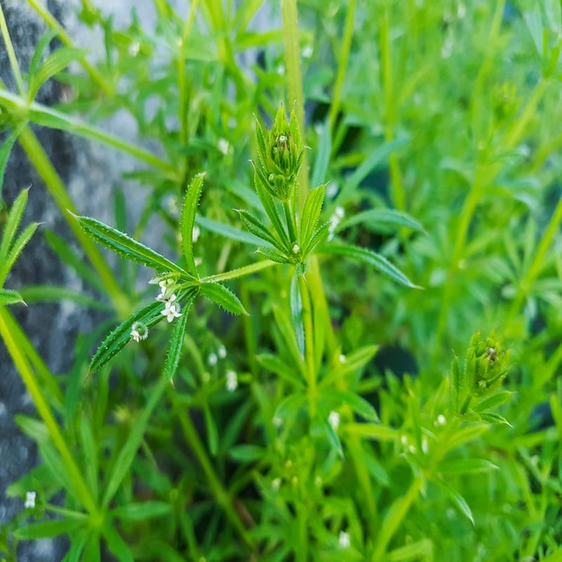 Cleavers | RHS Advice
