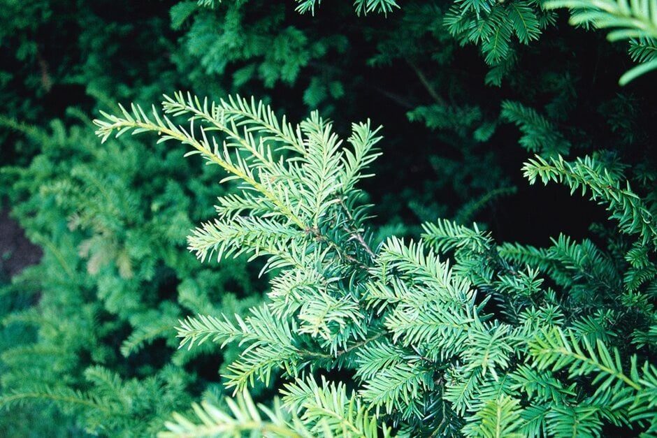 Plants for Pollution Filtering | RHS Advice