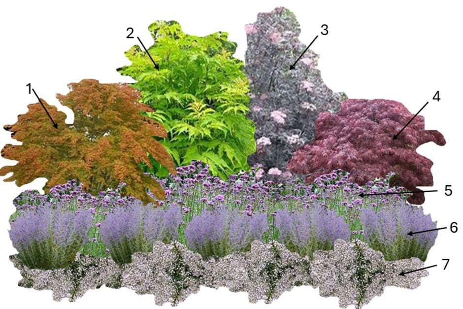 Plants with Feathery Foliage | RHS Advice