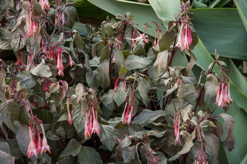 Frost damage | RHS Advice
