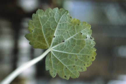 Rust diseases: Symptoms & Control | RHS Advice
