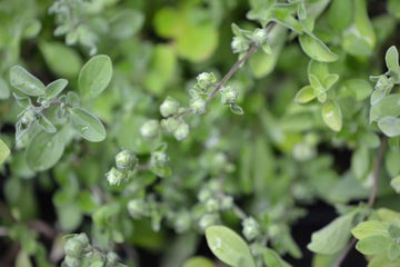 How to grow Marjoram | RHS Guide