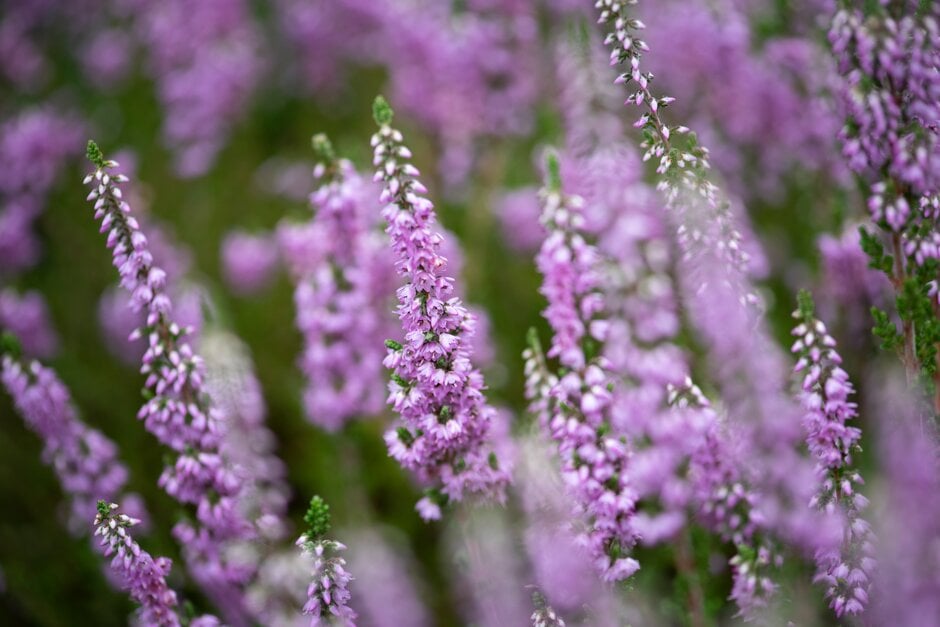Acid Soil Planting Ideas | RHS Advice
